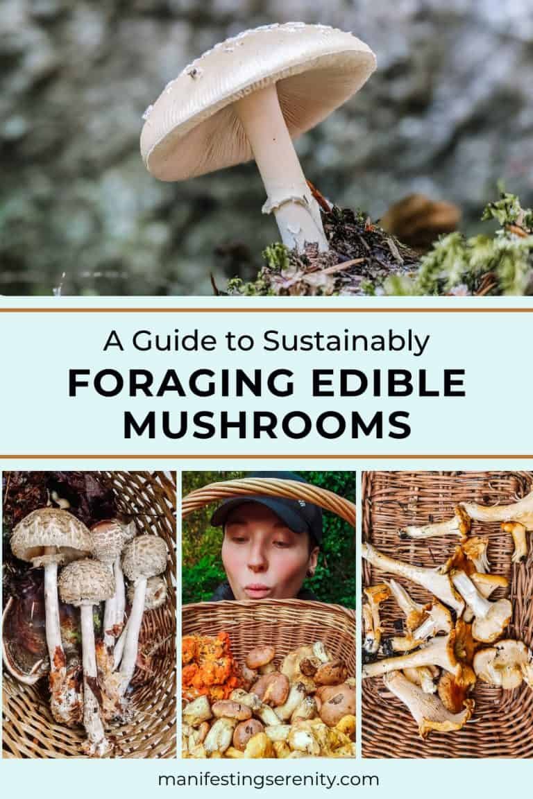 A Guide To Sustainably Foraging Mushrooms — For Food - Manifesting Serenity