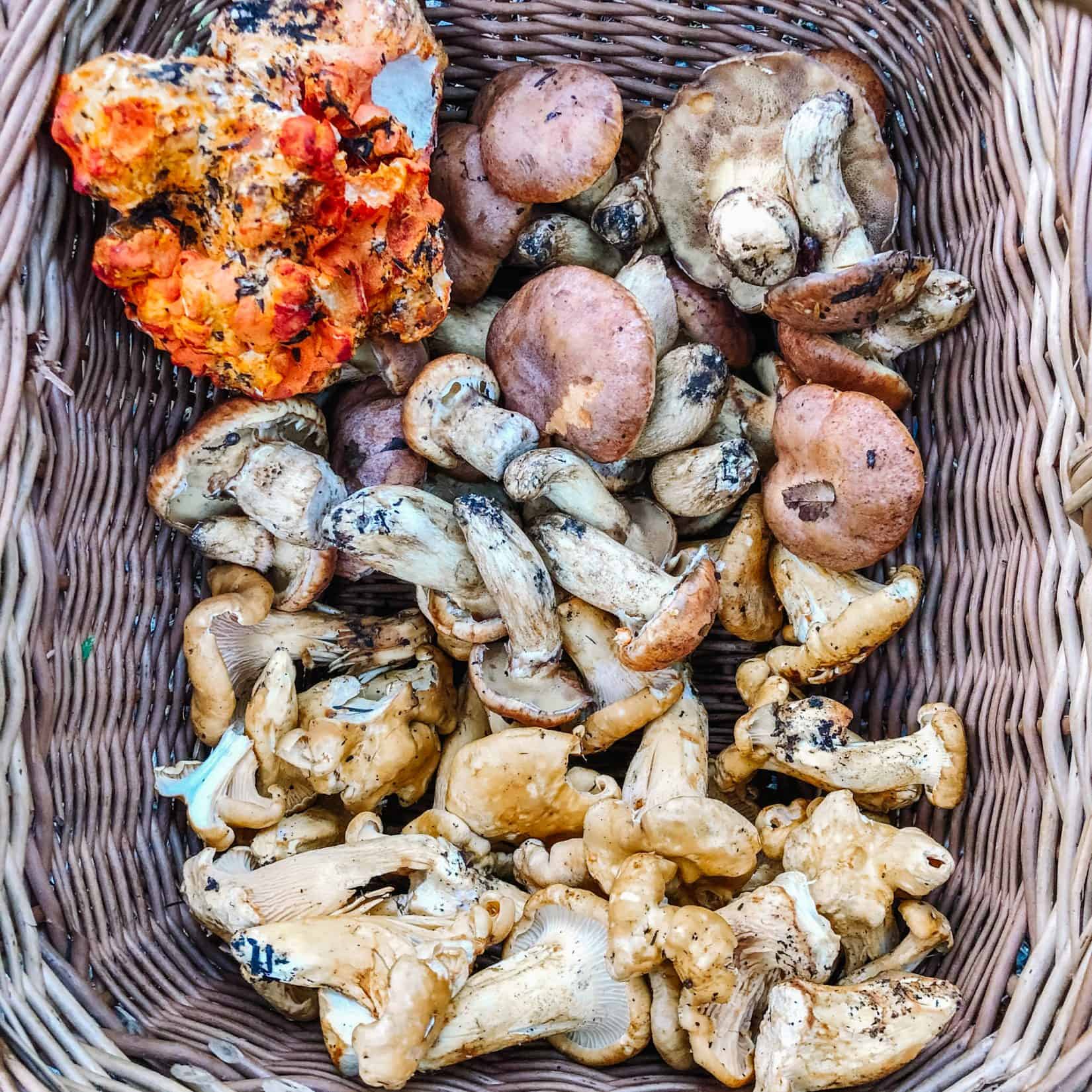 A Guide To Sustainably Foraging Mushrooms — For Food - Manifesting Serenity